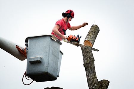 Living Smart: 5 Reasons You Should Remove a Dead Tree — RISMedia