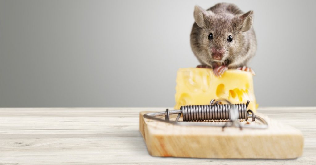 10 Simple Steps to Keep Rodents Out — RISMedia