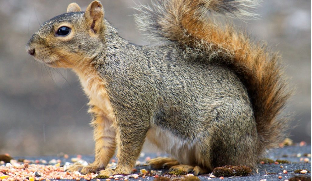 5 Ways to Prevent Wildlife From Invading Your Home — RISMedia