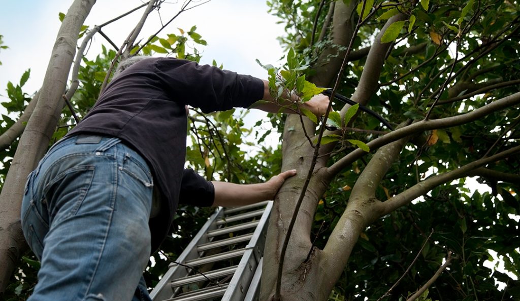 How to Handle Tree-Related Disputes With Your Neighbor — RISMedia