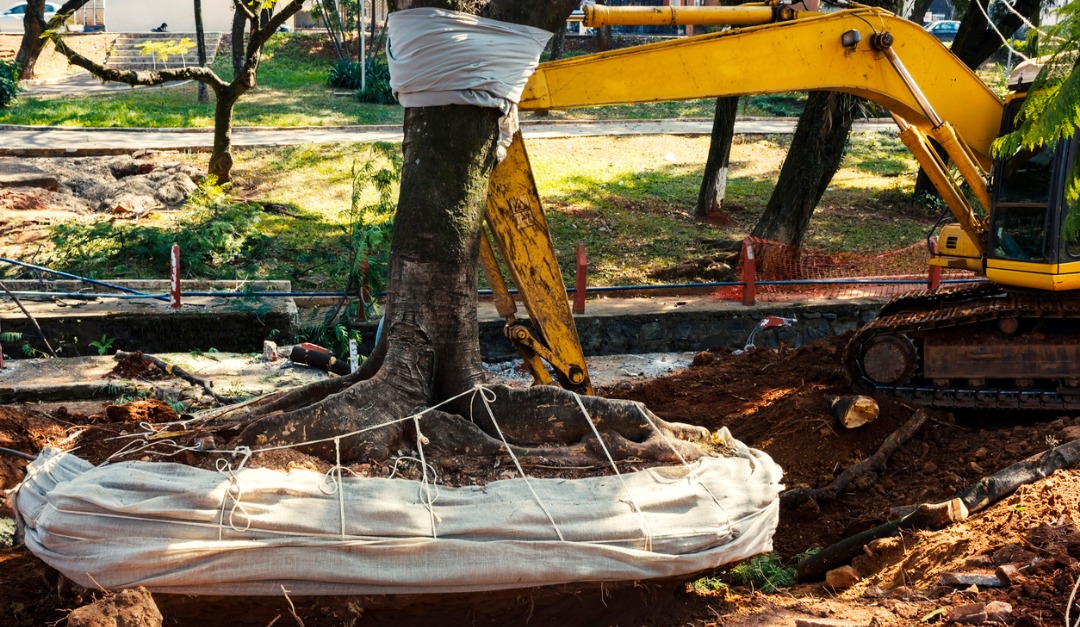 How to Safely Remove Trees From Your Property — RISMedia