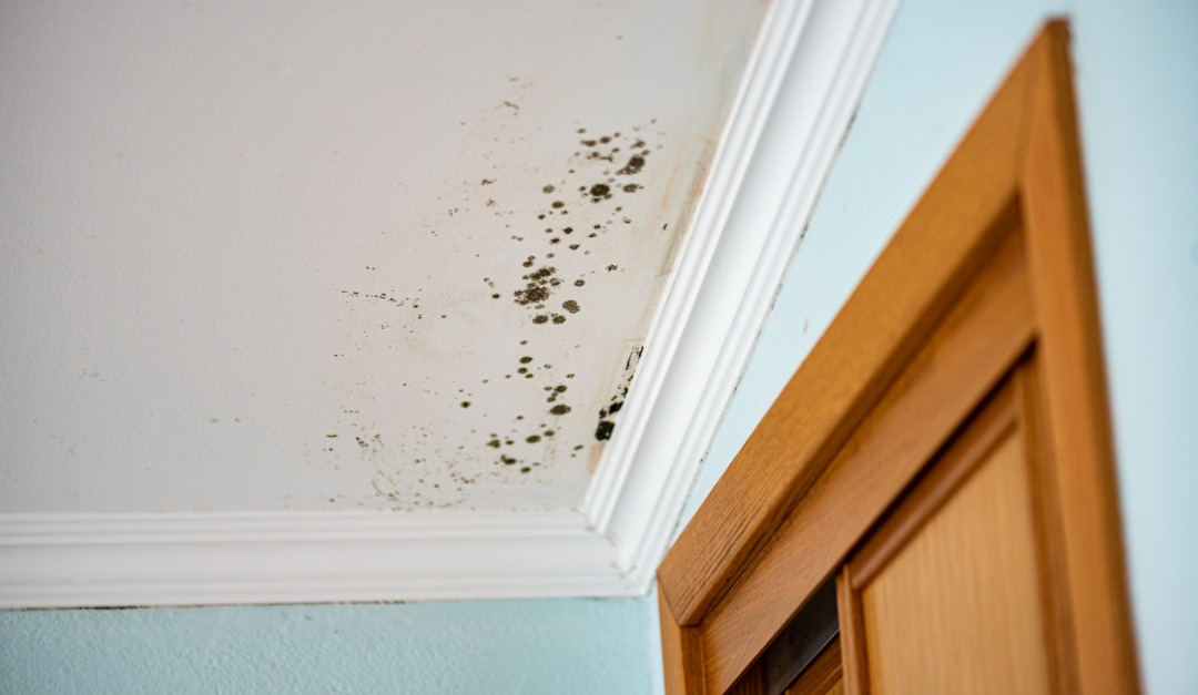 What Should You Do If a Home Inspector Finds Mold in a House That You ...