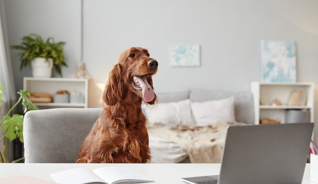 5 Tips to Pet-Proof Your Home — RISMedia